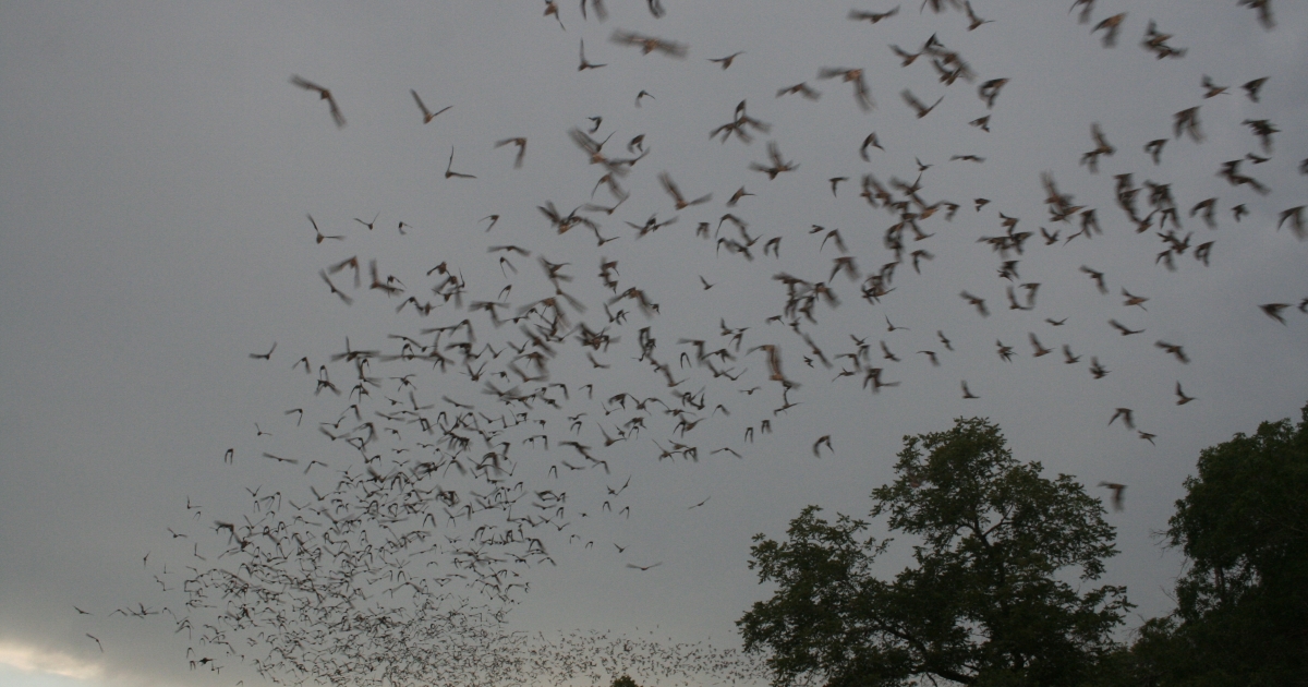 Identifying Bats | U.S. Fish & Wildlife Service