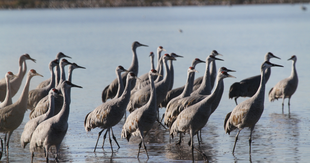 Salt Plains National Wildlife Refuge | U.S. Fish & Wildlife Service