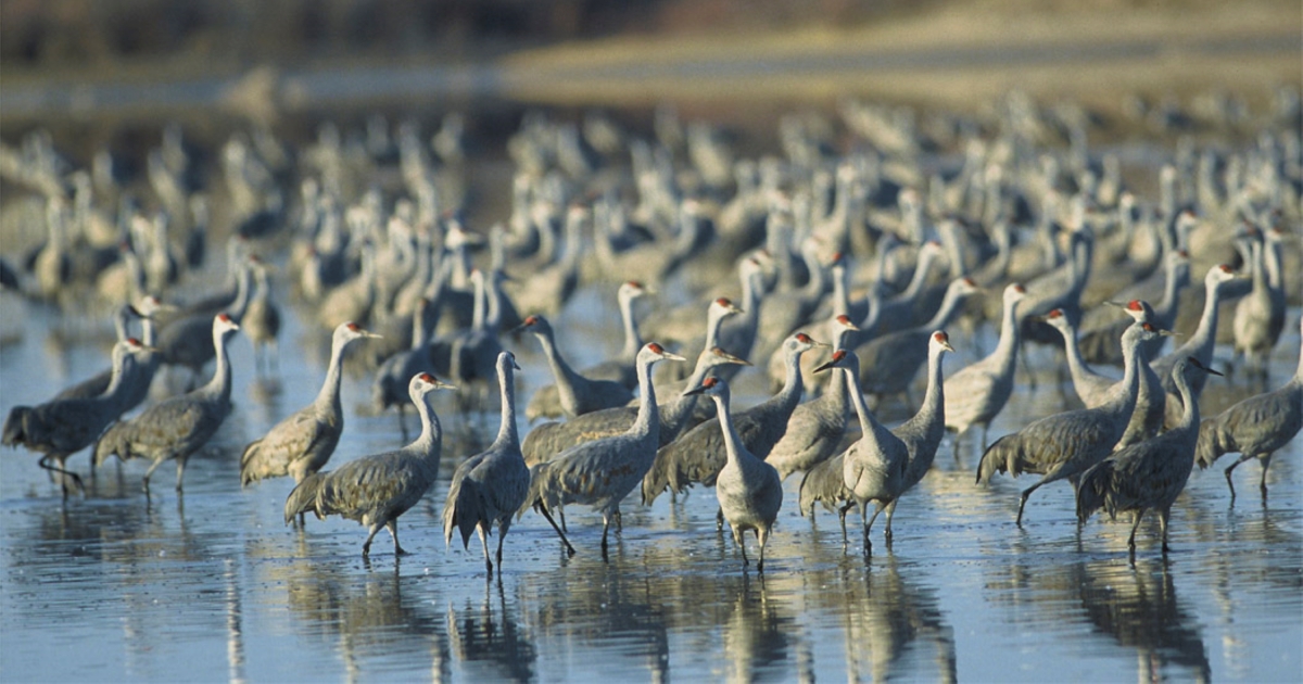 Muleshoe National Wildlife Refuge | U.S. Fish & Wildlife Service