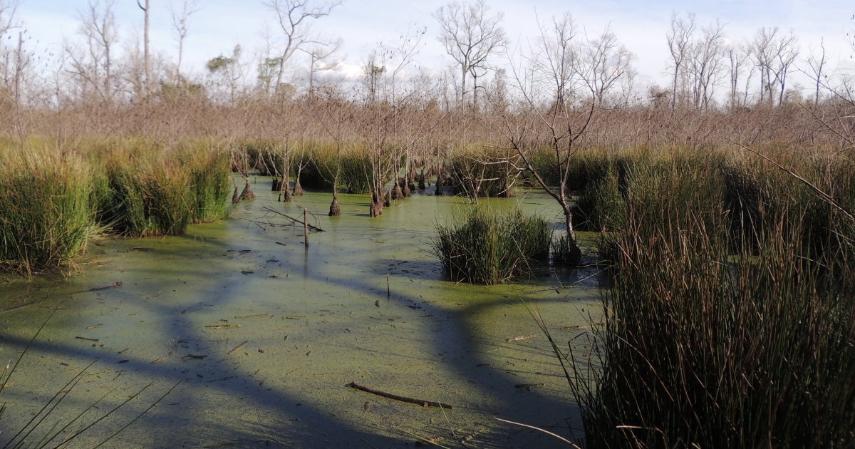 Trinity River National Wildlife Refuge | U.S. Fish & Wildlife Service