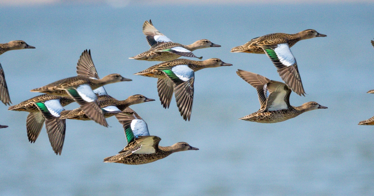 Blue-winged Teal (Anas discors) | U.S. Fish & Wildlife Service
