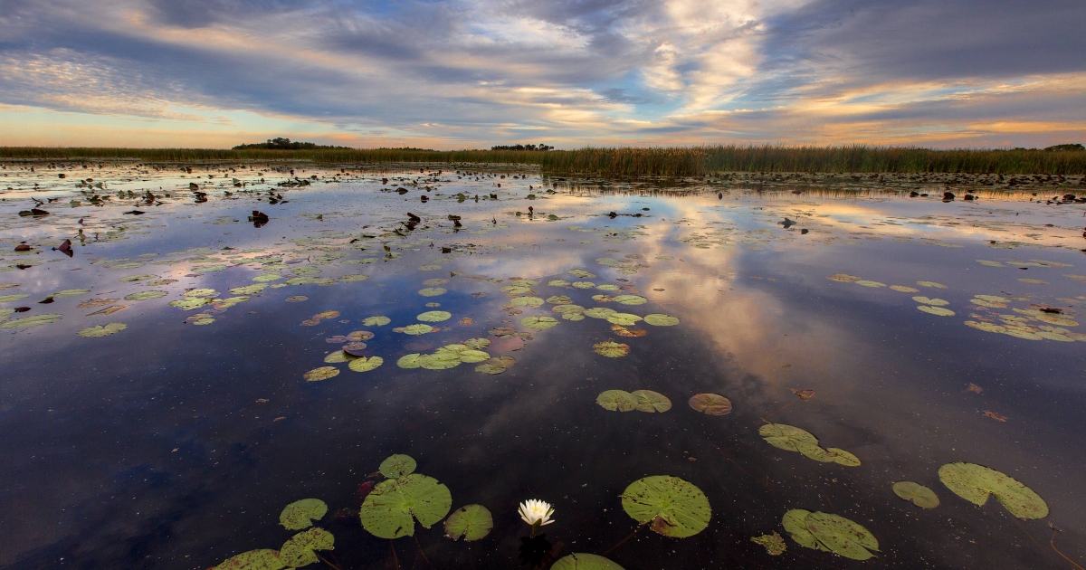 Wetlands Status and Trends - Regional | U.S. Fish & Wildlife Service
