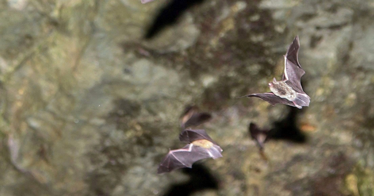 flying mammals examples