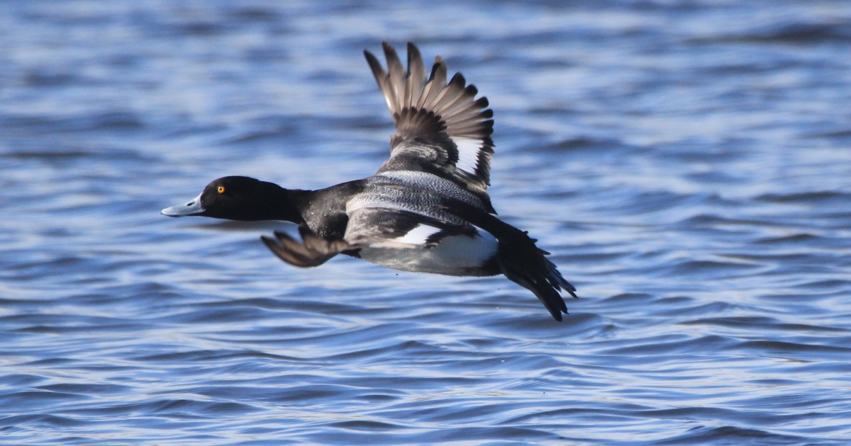 scaup duck