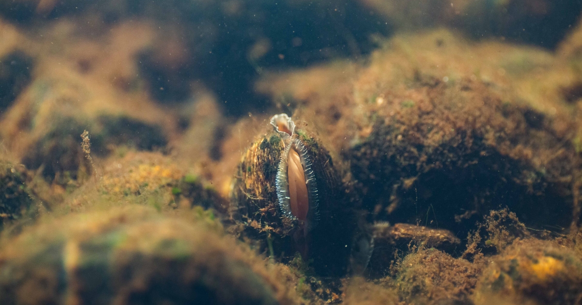 Brook Floater (Alasmidonta varicosa) | U.S. Fish & Wildlife Service