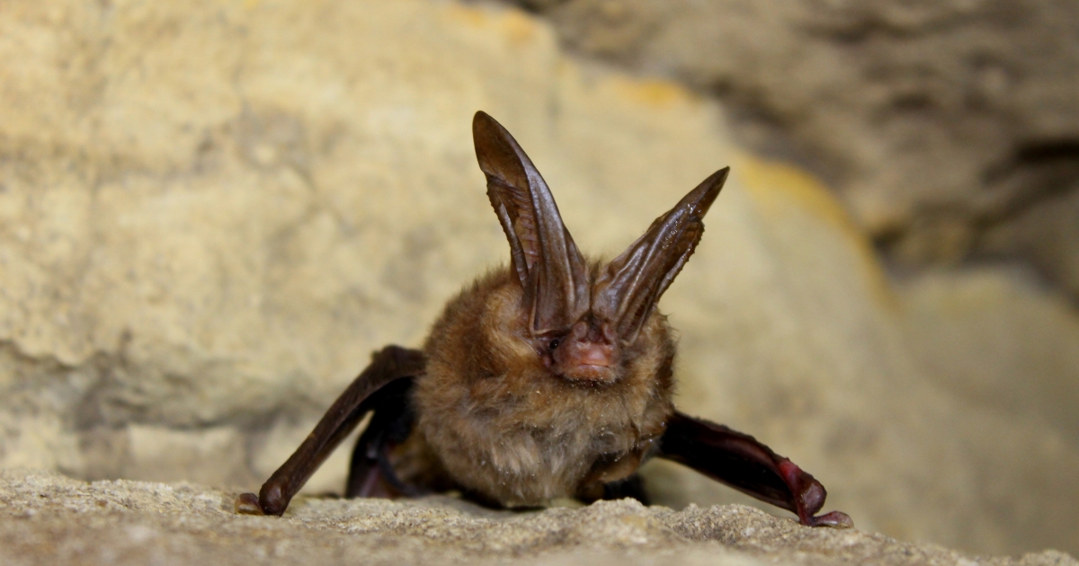 Virginia Big-eared Bat (Corynorhinus townsendii virginianus) | U.S ...