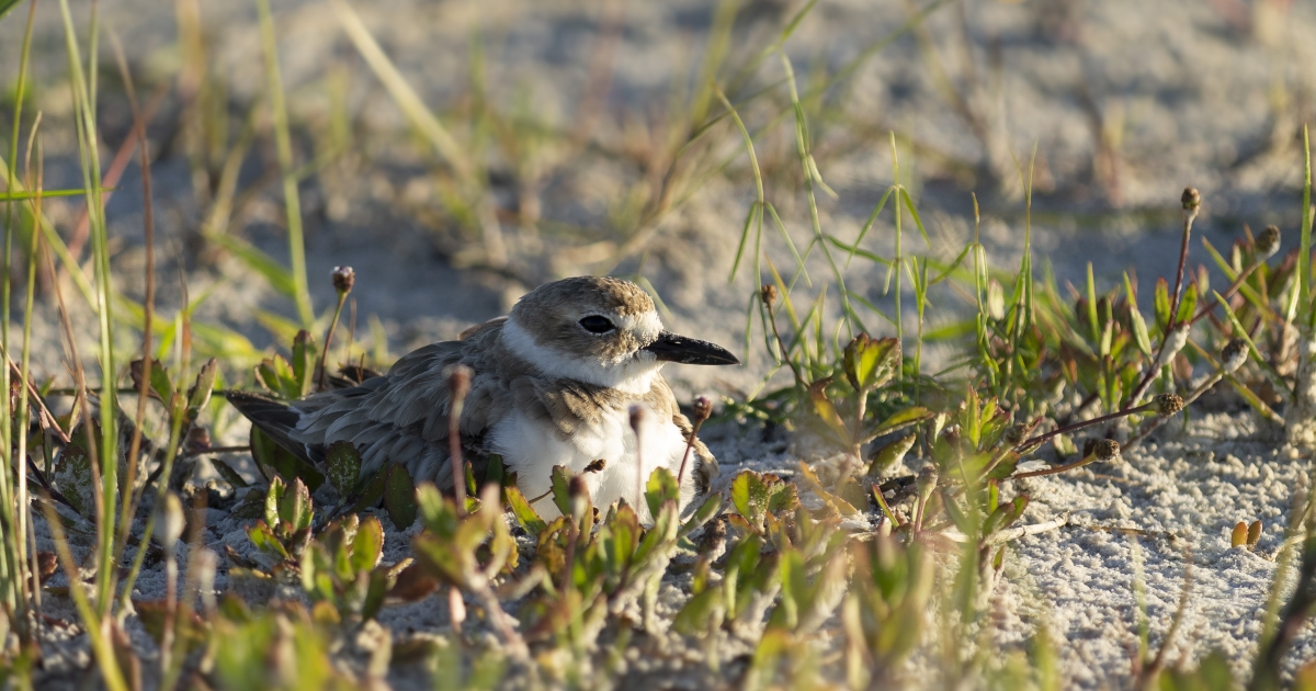 Nesting season bird behavior | U.S. Fish & Wildlife Service
