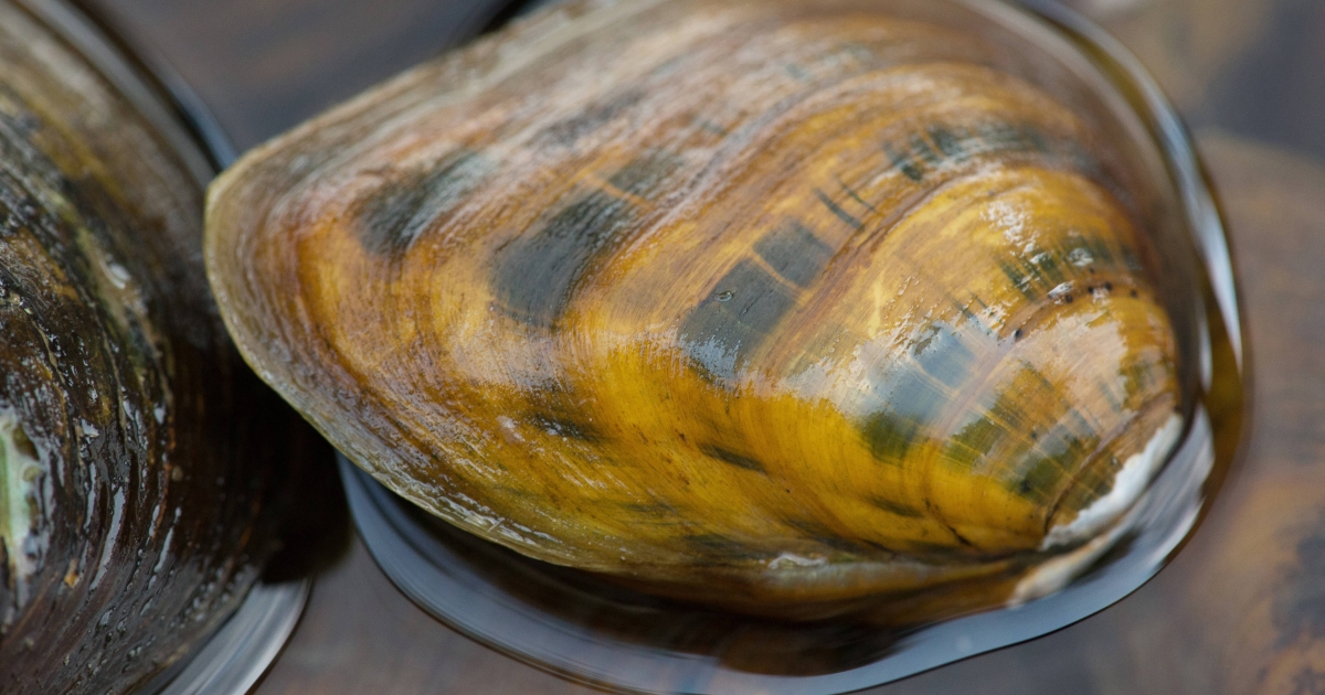 Clubshell (Pleurobema clava) | U.S. Fish & Wildlife Service