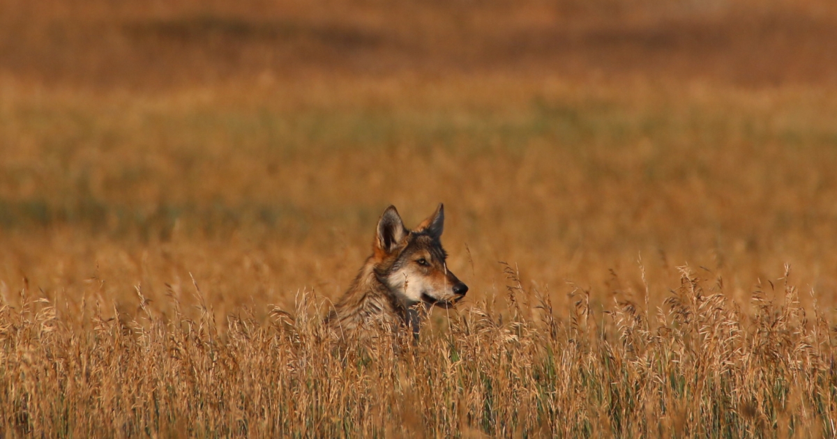 Why Is The Endangered Gray Wolf