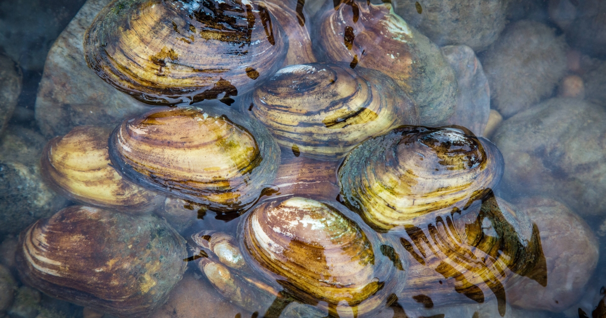 Freshwater Mussel Webinar Series | U.S. Fish & Wildlife Service