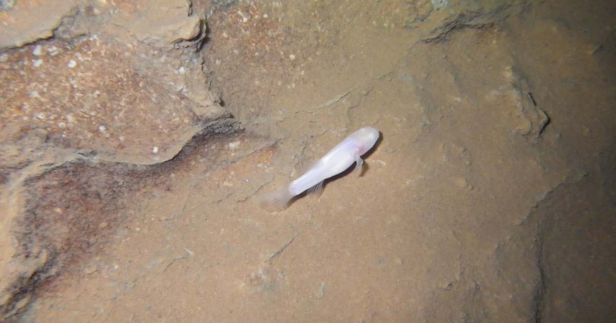 armored cavefish