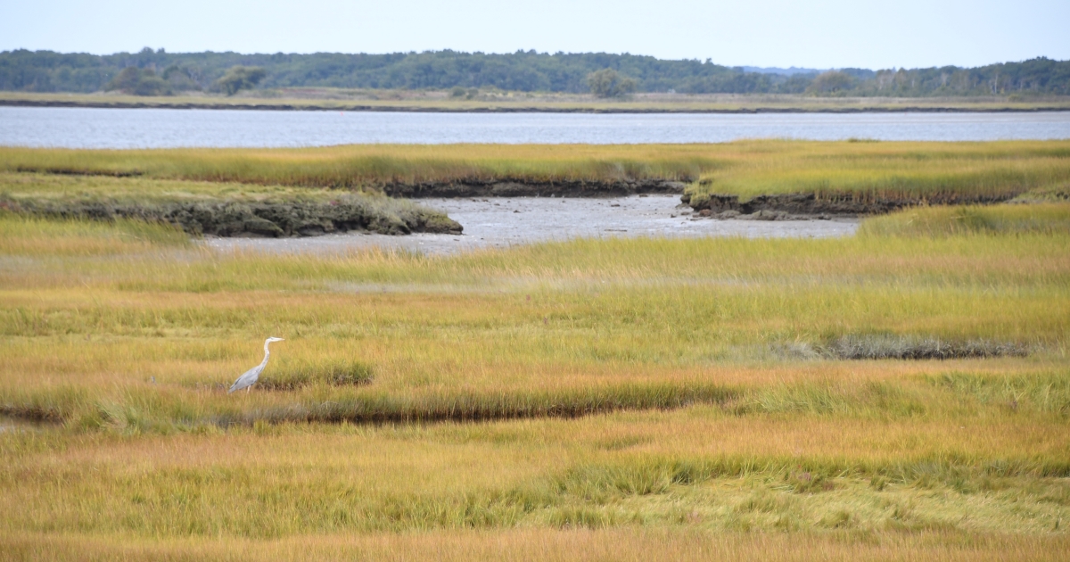 Restoring Salt Marshes for People & Wildlife | U.S. Fish & Wildlife Service