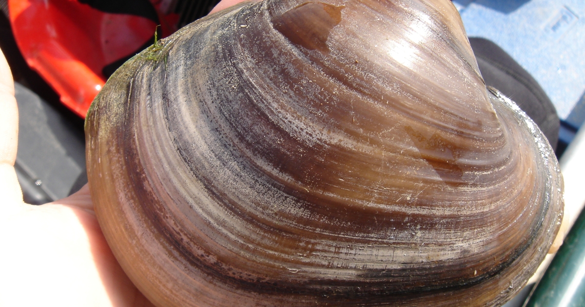 Fat Pocketbook (Potamilus capax) | U.S. Fish & Wildlife Service