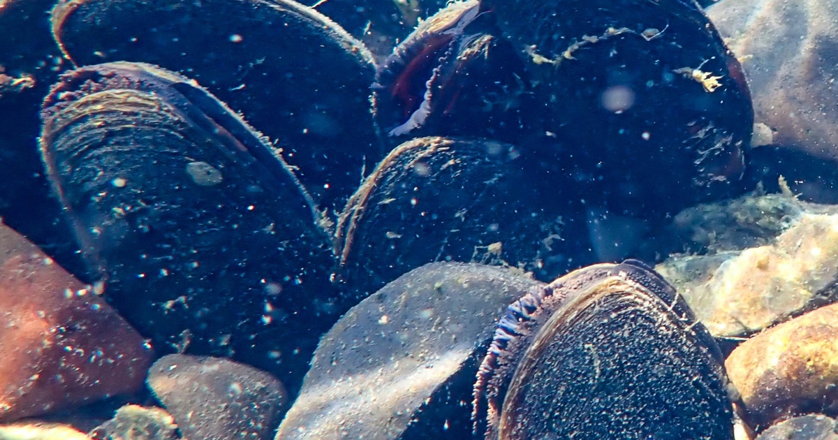 Freshwater Mussels Face an Uncertain Future in the Pacific Northwest ...