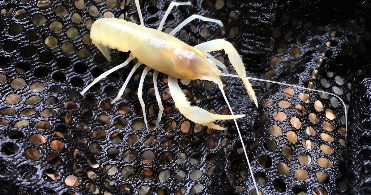 Hell Creek Cave Crayfish (Cambarus zophonastes) | U.S. Fish & Wildlife ...