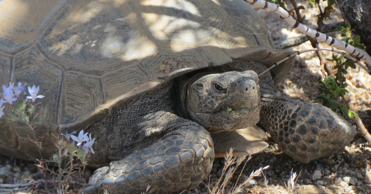 Mojave Desert Tortoise Range-wide Monitoring Project | U.S. Fish ...