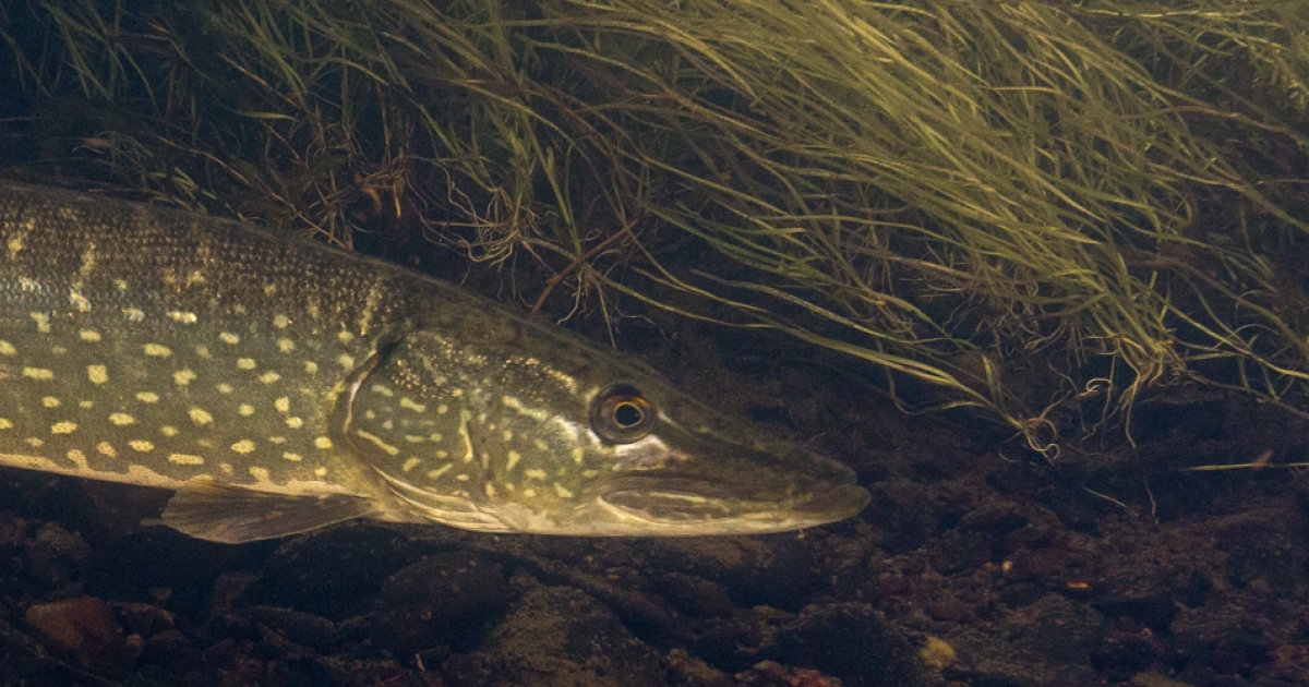 how do northern pike spawn