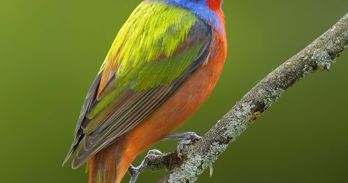 April 2024, Bird of the Month: Painted Bunting | U.S. Fish & Wildlife ...