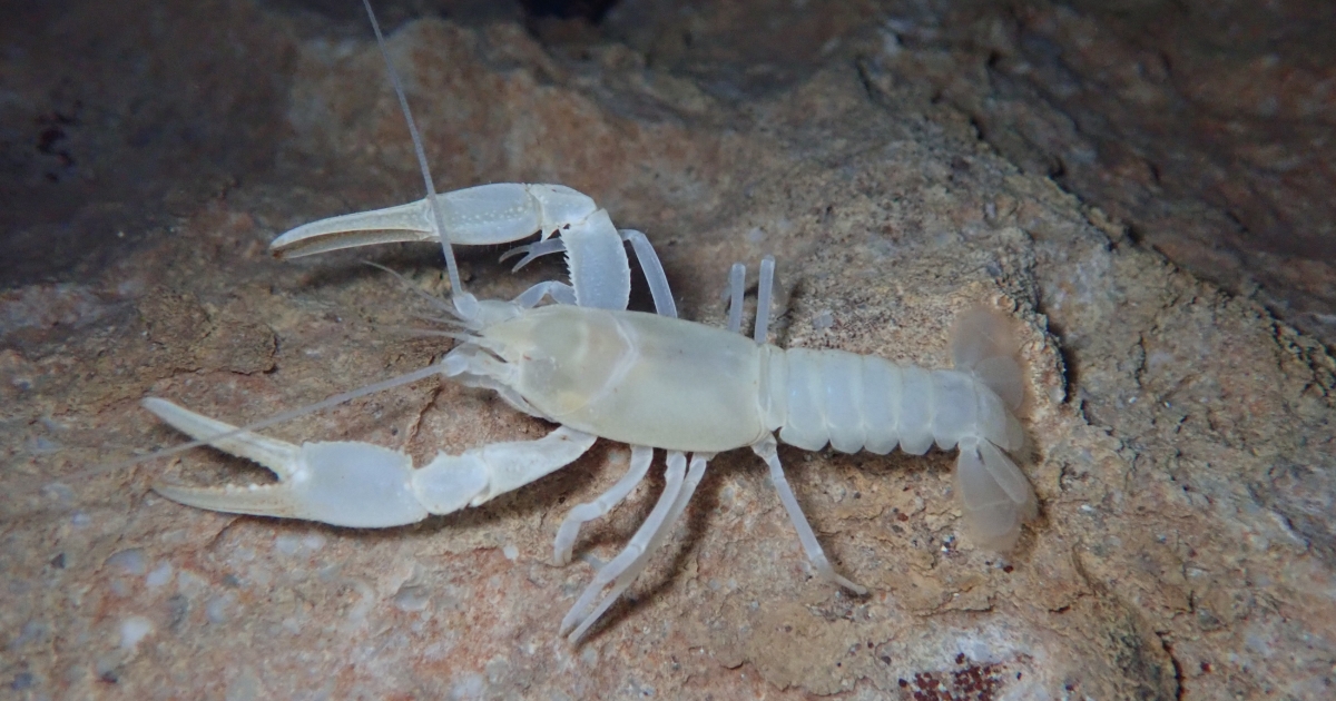 blind cave crayfish