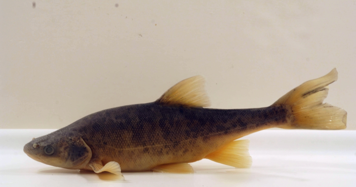 Roundtail Chub (Gila robusta) | U.S. Fish & Wildlife Service