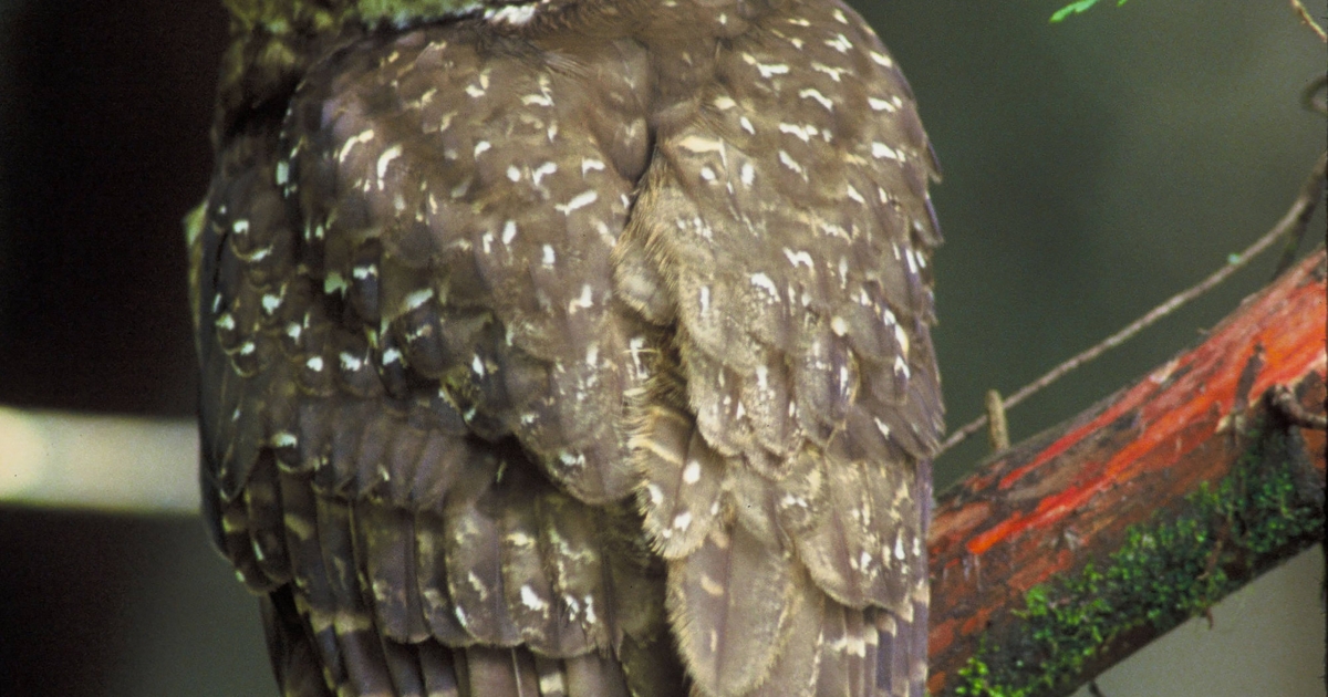 Northern Spotted Owl Critical Habitat Rule Effective Date Extended | U ...
