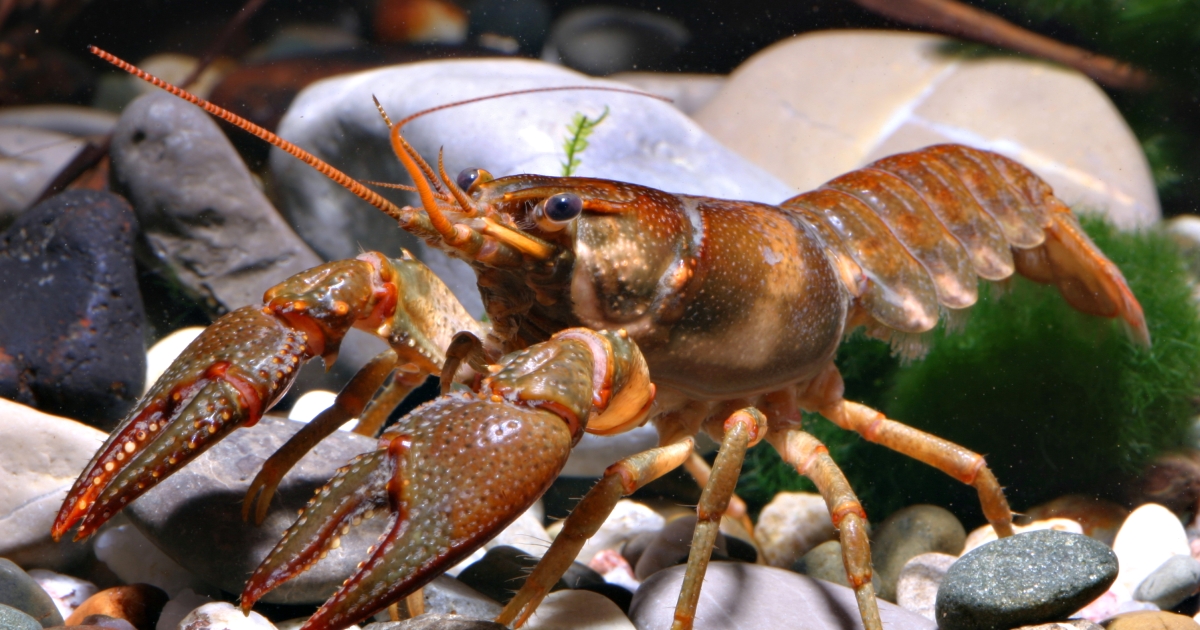 river monster crawfish