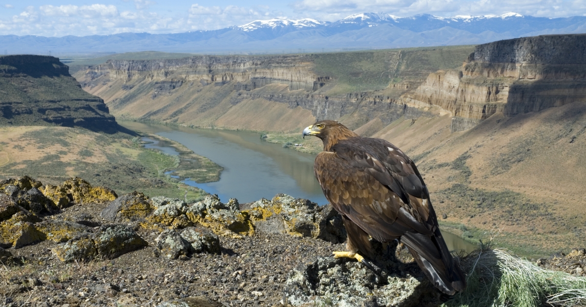 golden eagle breeding range