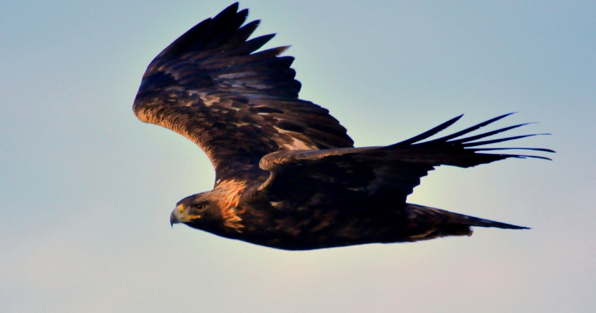 Eagle Population Status | U.S. Fish & Wildlife Service