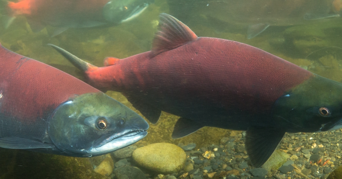 Blueback Salmon (Oncorhynchus nerka) | U.S. Fish & Wildlife Service