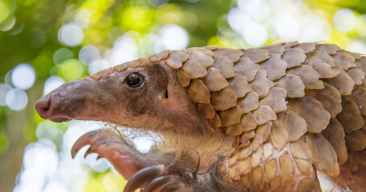 Combating Wildlife Trafficking | U.S. Fish & Wildlife Service