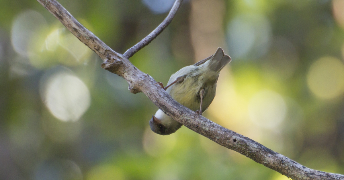 Pacific Islands Fish and Wildlife Office | Species | U.S. Fish ...