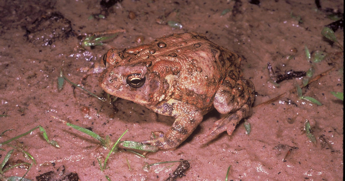 Houston Toad (Bufo houstonensis) | U.S. Fish & Wildlife Service