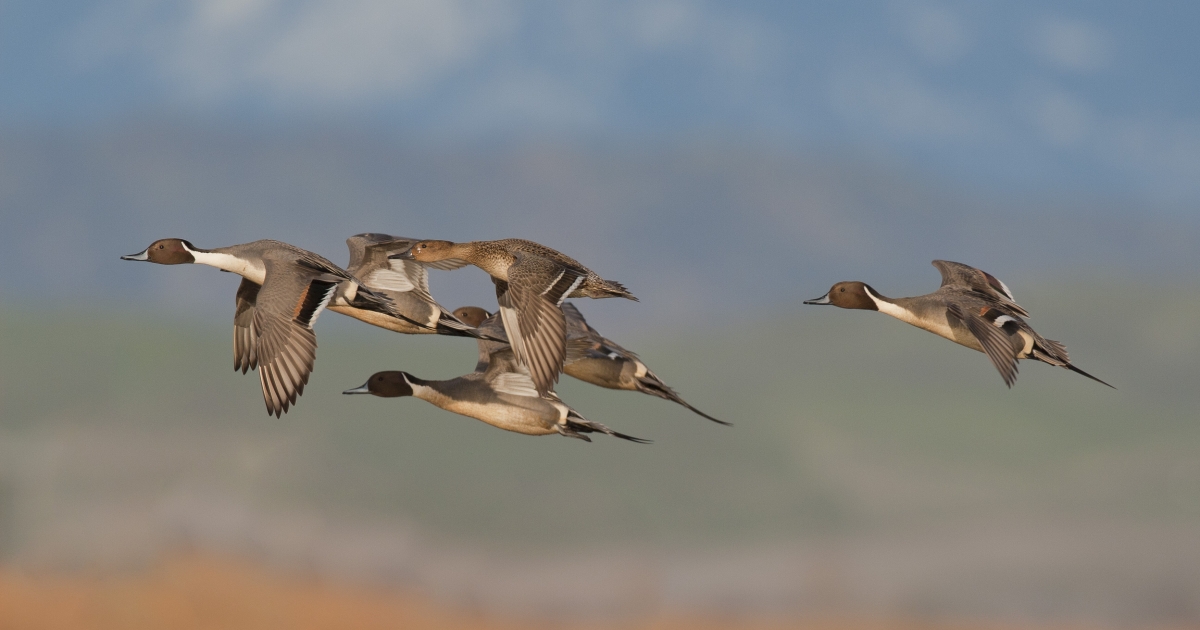 Delevan National Wildlife Refuge | U.S. Fish & Wildlife Service