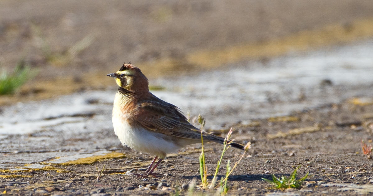 Streaked Horned Lark (Eremophila alpestris strigata) | U.S. Fish ...