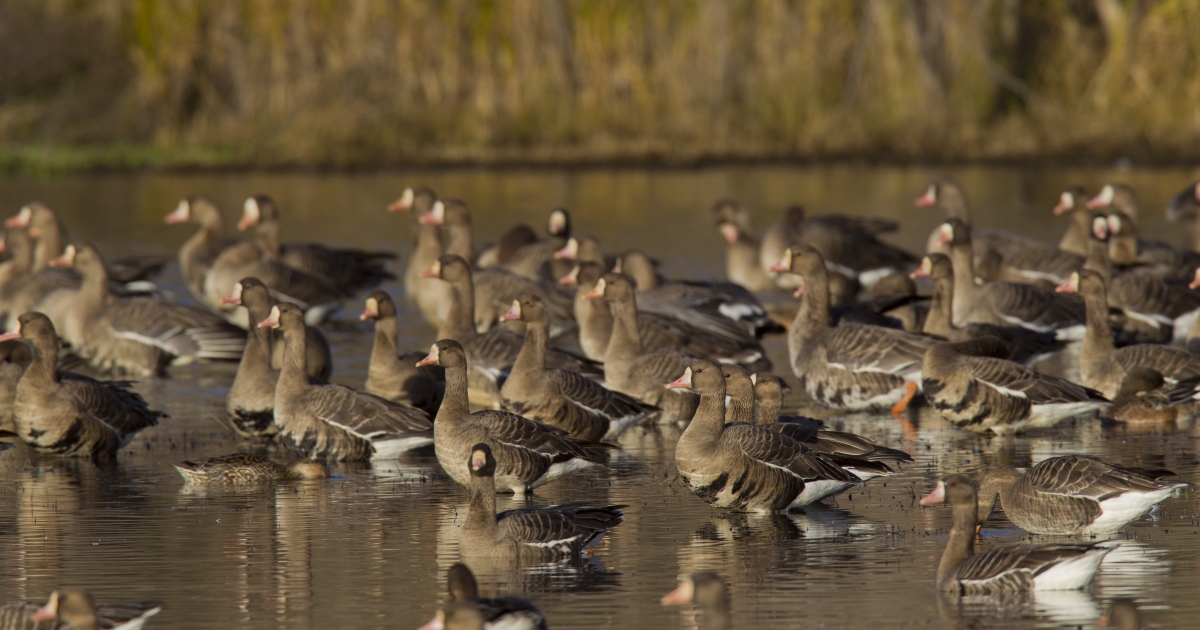 Sutter National Wildlife Refuge | U.S. Fish & Wildlife Service