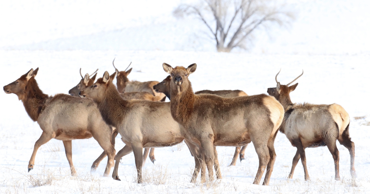 National Elk Refuge | U.S. Fish & Wildlife Service