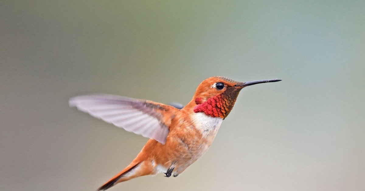 Quiz: How can you help a hummingbird? | U.S. Fish & Wildlife Service