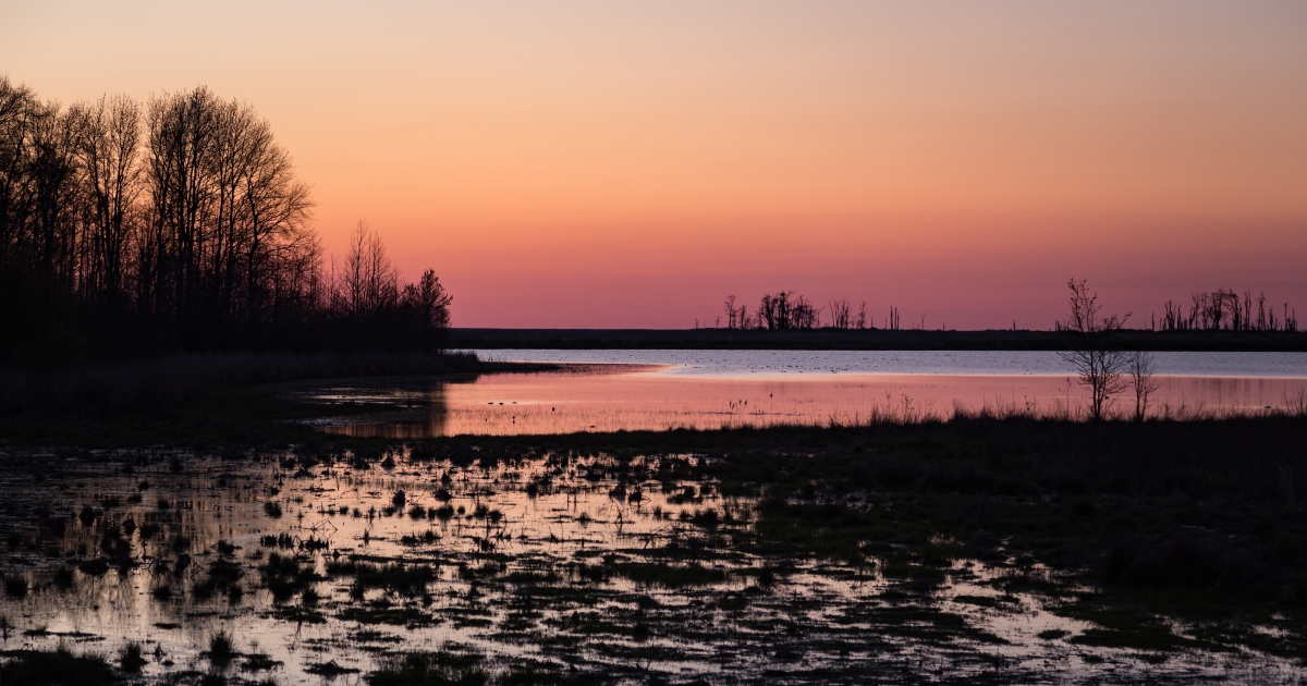 5 Things You Need to Know About Wetlands | U.S. Fish & Wildlife Service