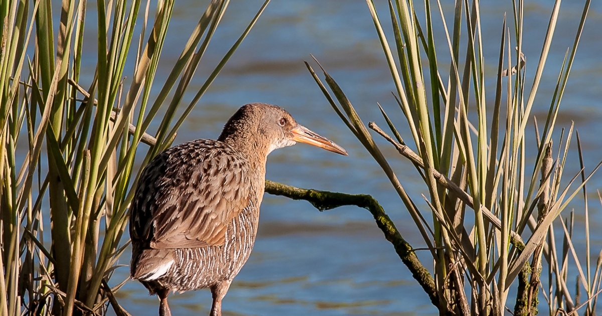 California Clapper Rail (Rallus longirostris obsoletus) | U.S. Fish ...