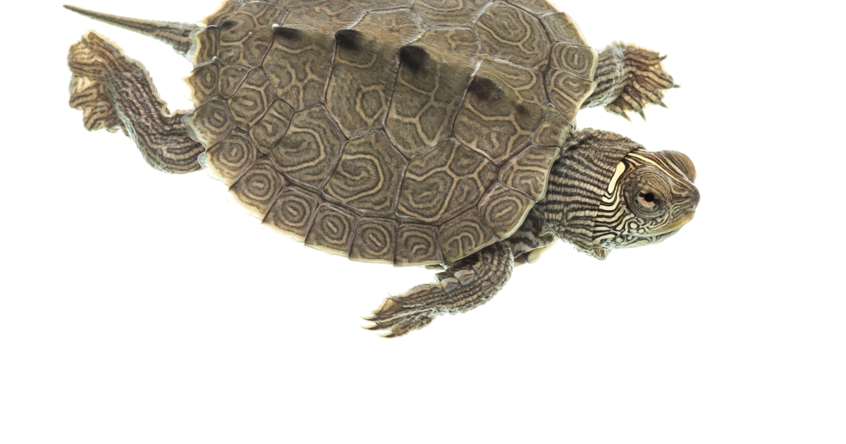 False Map Turtle (Graptemys pseudogeographica) | U.S. Fish & Wildlife ...