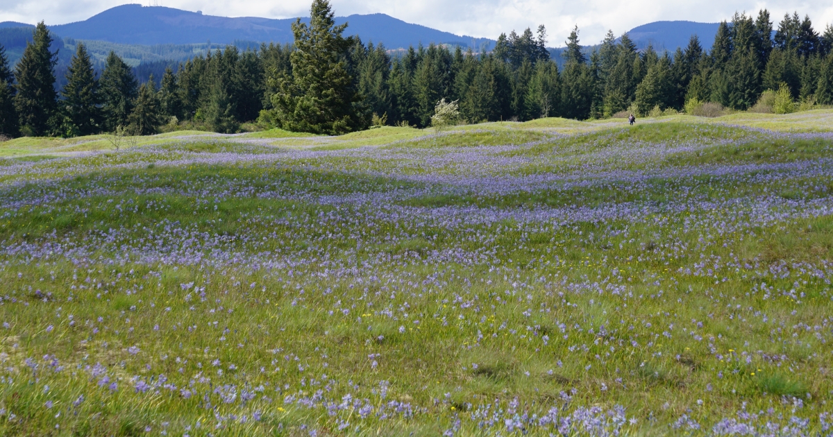 Conservation of Prairies in Western Washington | U.S. Fish & Wildlife ...