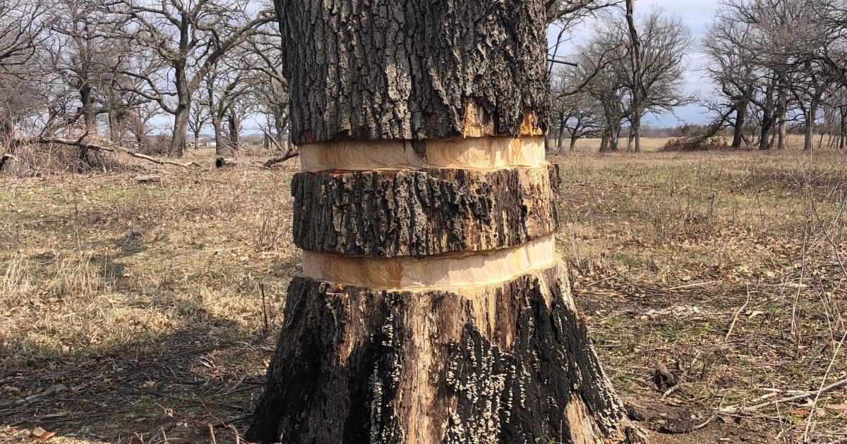 Minnesota Valley NWR - Oak Savanna Restoration at Rapids Lake | U.S ...