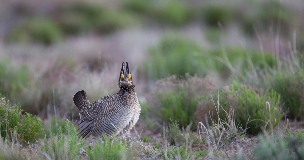 Lesser Prairie-Chicken Listed Under the Endangered Species Act | U.S ...