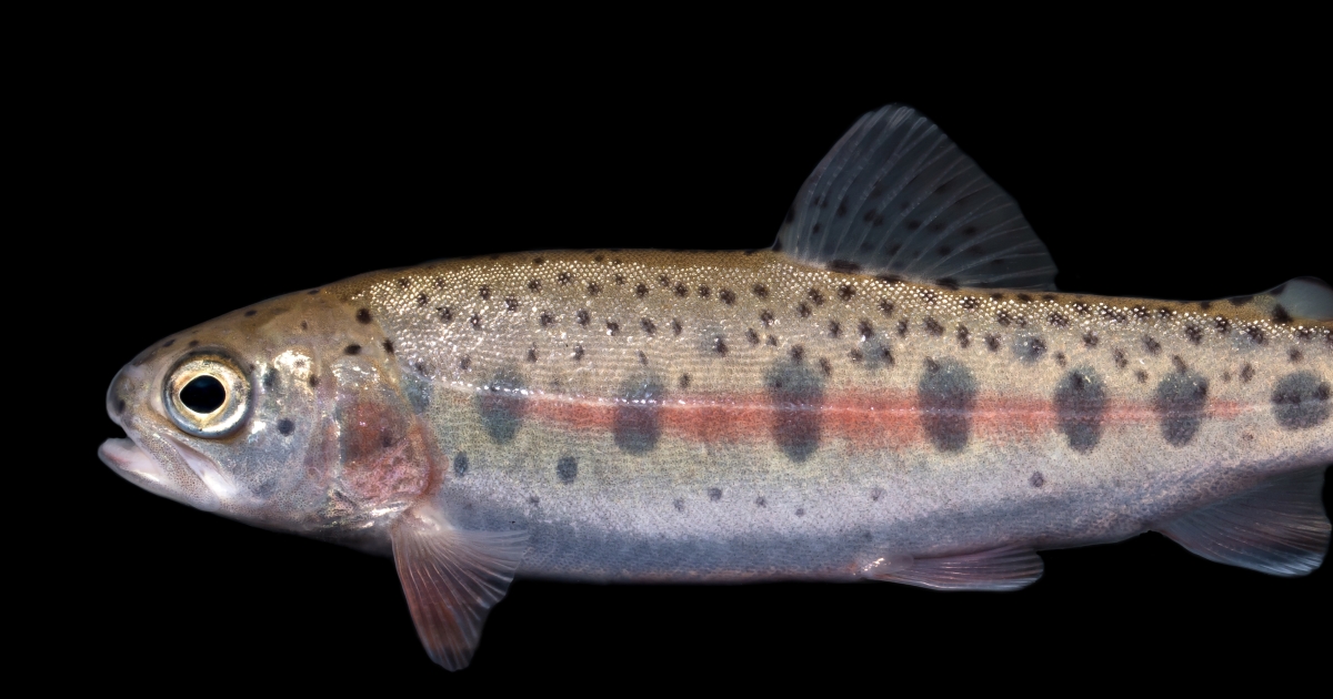 National Fish Hatchery System: By The Numbers (2021) | U.S. Fish ...