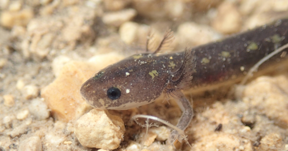 Salado Salamander (Eurycea chisholmensis) | U.S. Fish & Wildlife Service