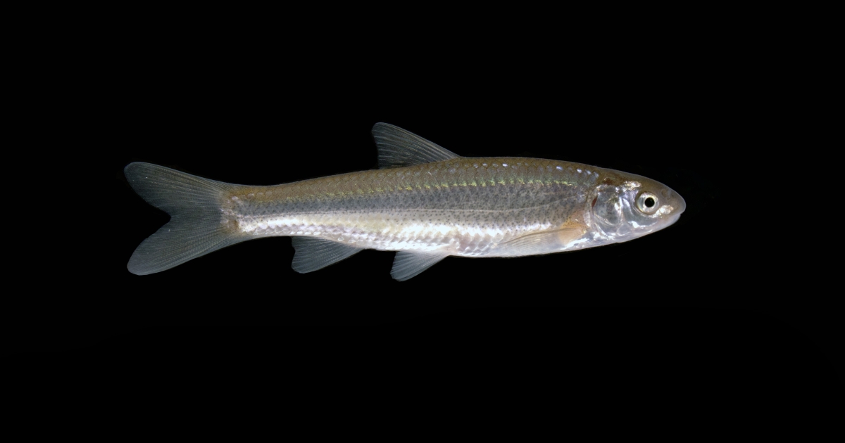 Rio Grande Silvery Minnow (Hybognathus amarus) | U.S. Fish & Wildlife ...