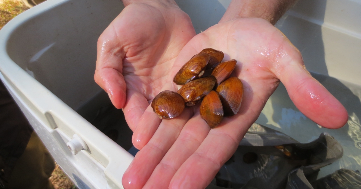 Atlantic Pigtoe (Fusconaia masoni) | U.S. Fish & Wildlife Service