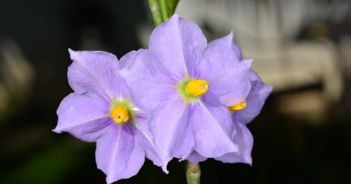 Finalized Listing and Critical Habitat for Marron Bacora - Frequently ...