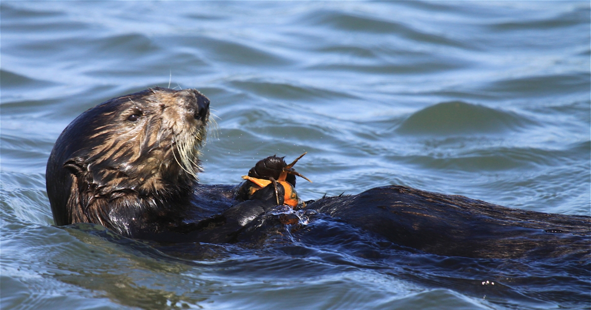U.S. Fish and Wildlife Service announces southern sea otters will ...