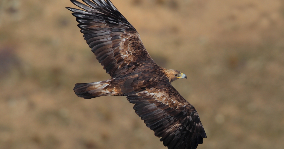 Eagle Incidental and Nest Take - General Permit Standard Conditions | U ...
